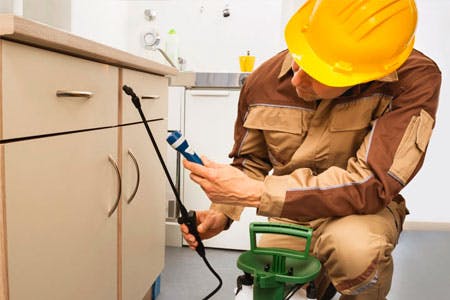 Pest Control For Restaurants And Kitchens Checklist 2021 - Homes | hipages